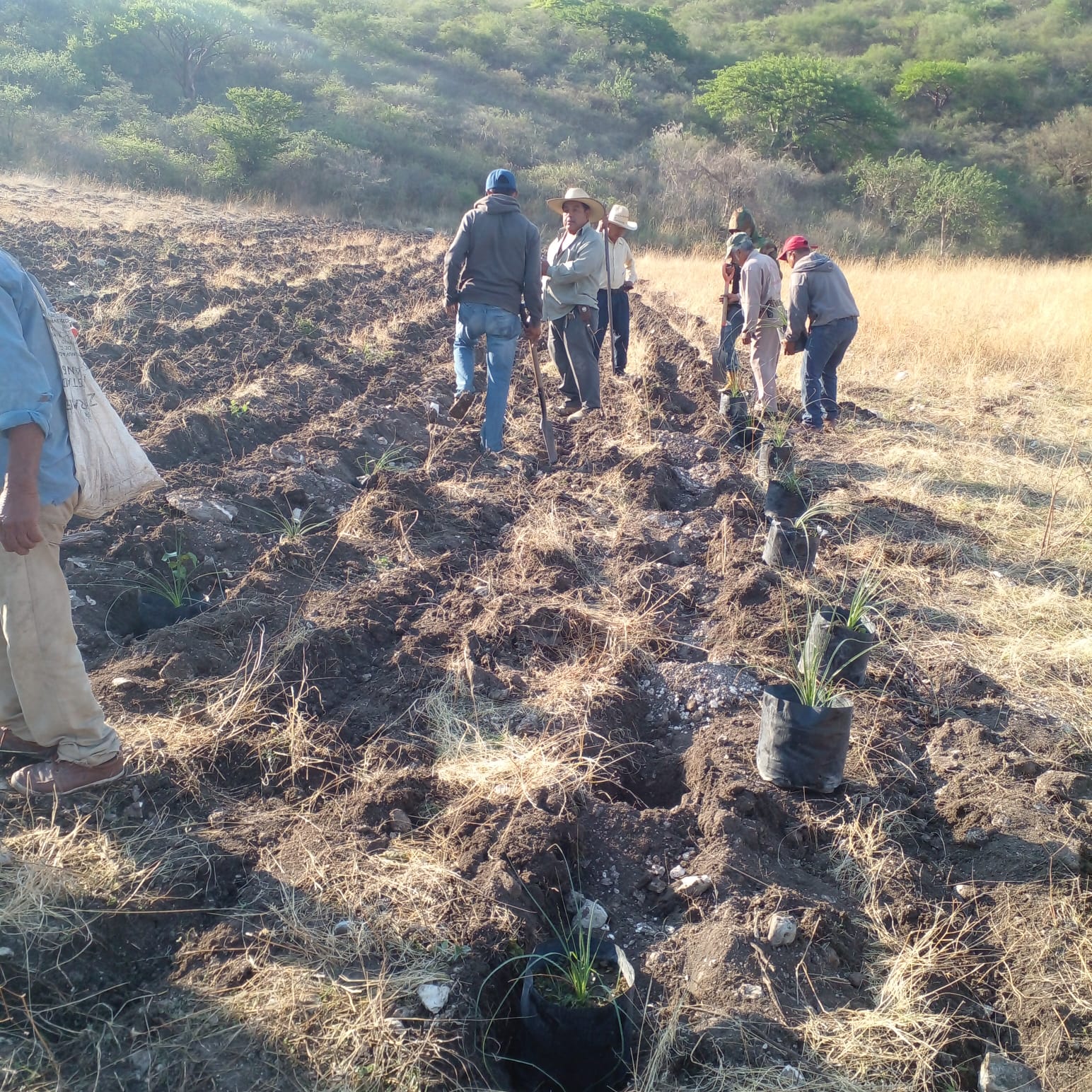 Rescatar la planta de cucharilla es rescatar nuestra herencia cultural ...