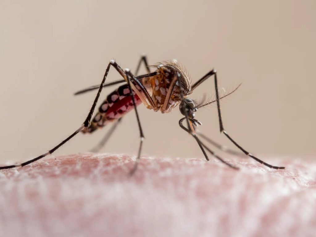 Mixteca a la cabeza en contagios de dengue: SSA – The Mixteca Times