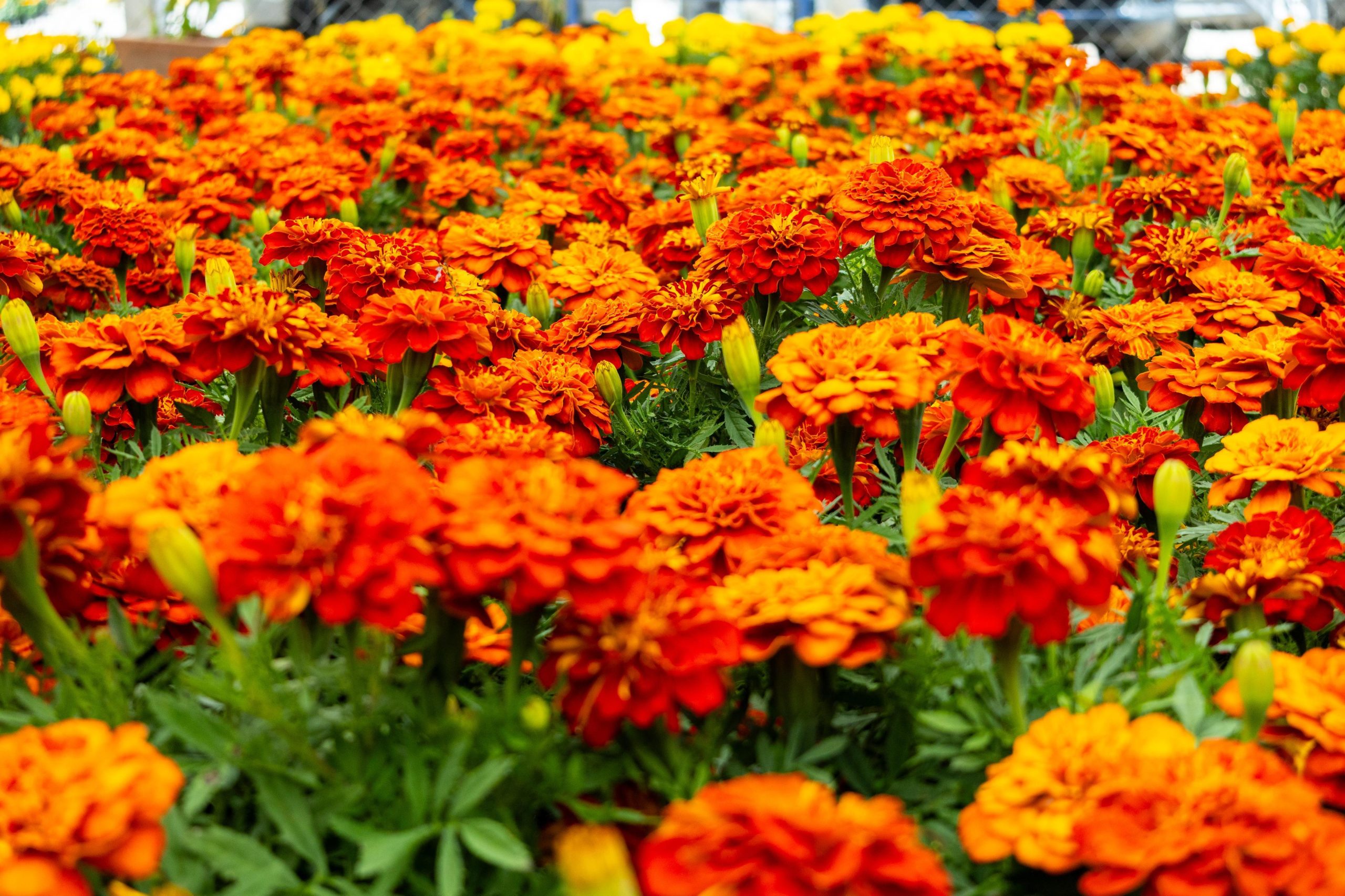 Ocupa Puebla el primer lugar en producción de flor de cempasúchil – The ...